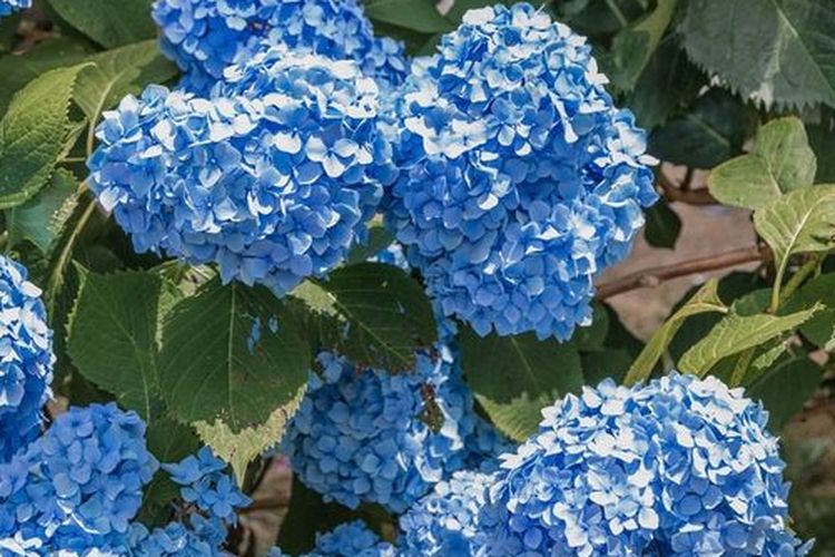 8 Fakta Menarik Bunga Hydrangea yang Cantik dan Dapat Berubah Warna