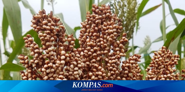 Sorgum, Gandum Padat Gizi yang Bisa Jadi Pengganti Nasi