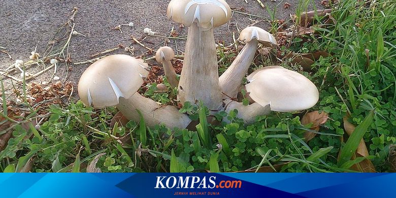 Masuki Musim Hujan, Jamur Raksasa Akan Bermunculan di Indonesia