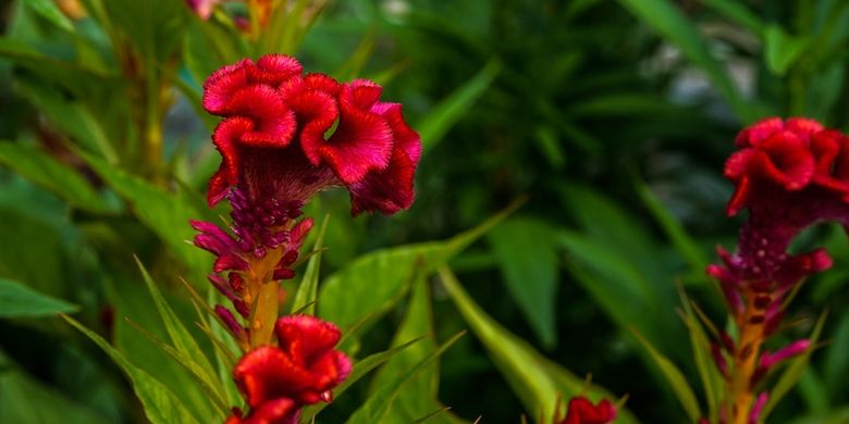 Cara Menanam Bunga Jengger Ayam di Pot