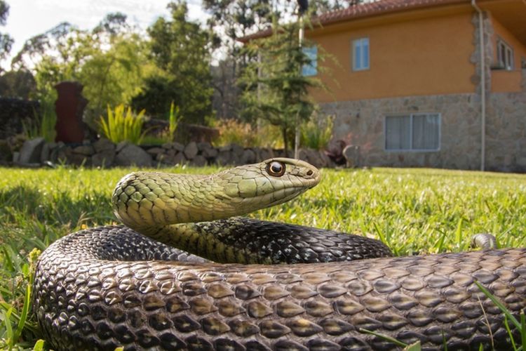 4 Aroma yang Menarik Ular Muncul ke Halaman Rumah, Segera Singkirkan