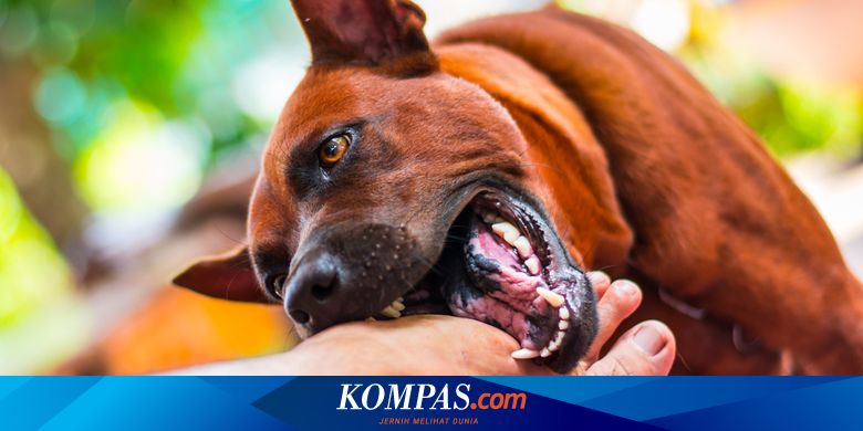Alami Luka Usai Digigit Anjing Tetangga, Wajah Bocah 2 Tahun di Sikka ...
