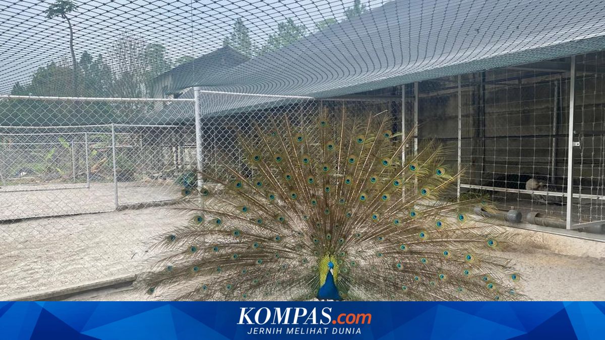 Jasmine Park, Wisata Keluarga di Tangerang dengan Peternakan Mini