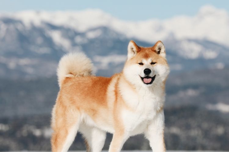 7 Ras Anjing yang Tahan Cuaca Dingin, Ada Siberian Husky dan Akita Inu