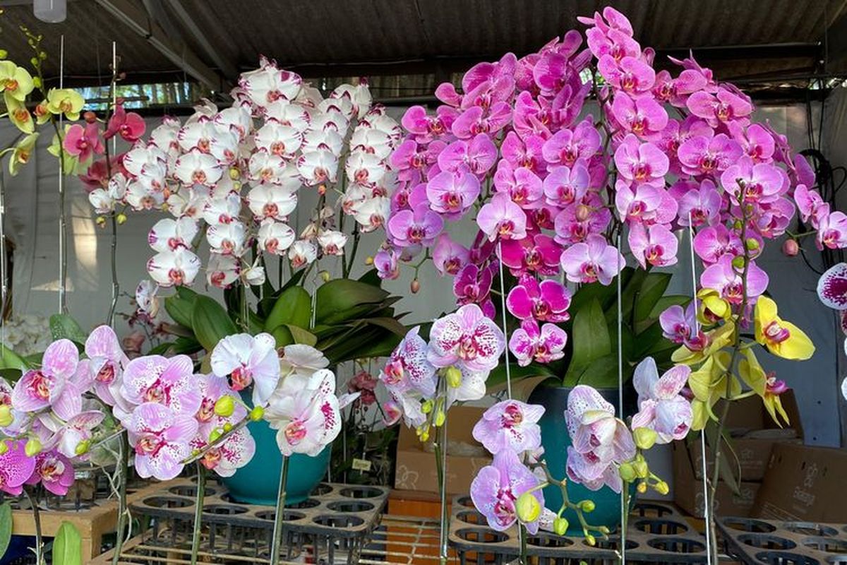 7 Masalah yang Sering Menyerang Daun Anggrek