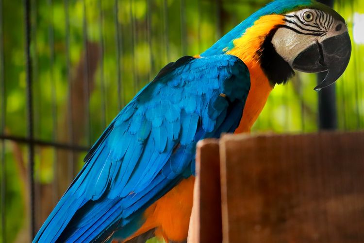 6 Burung Besar yang Bisa Dipelihara, dari Macaw sampai Kakatua