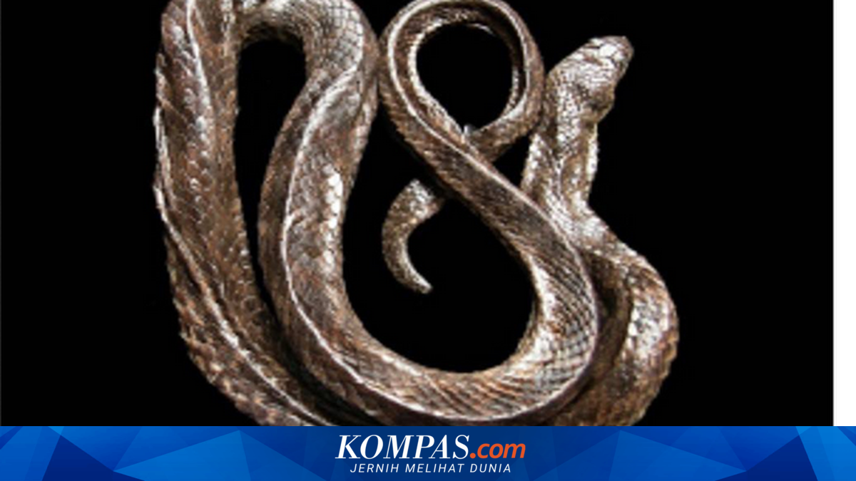 Temuan Ular Air Baru, Spesies Ular Endemik di Sulawesi Total Jadi 60