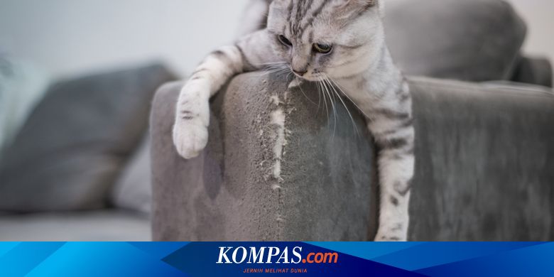 5 Cara Mencegah Kucing Menggaruk Sofa