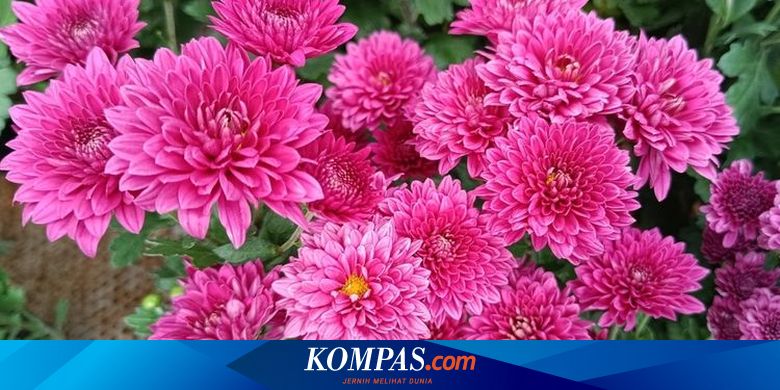 8 Tanaman Bunga yang Beracun untuk Kucing, Jangan Ditanam di Taman