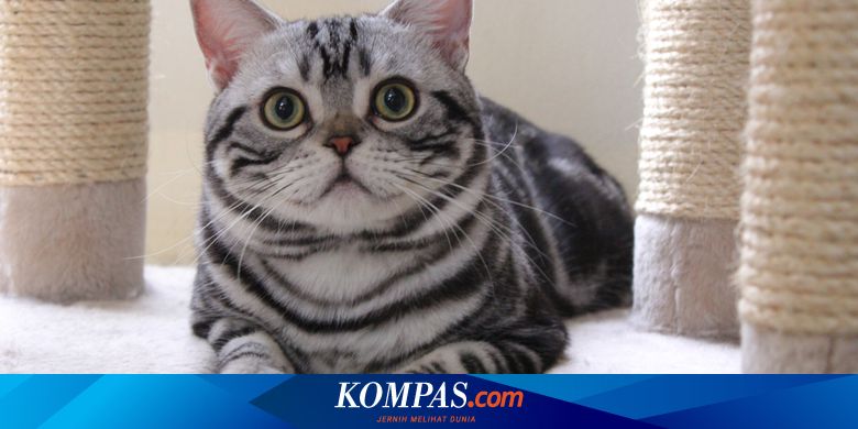 7 Hal yang Tidak Disukai Kucing