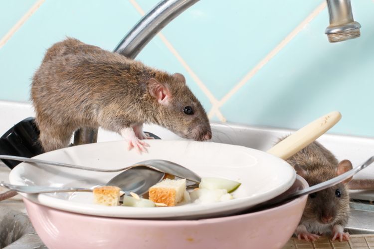 6 Makanan di Dapur yang Memicu Kehadiran Tikus