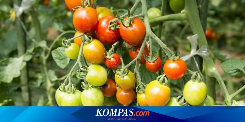 Ketahui, Ini 5 Manfaat Konsumsi Tomat untuk Kesehatan