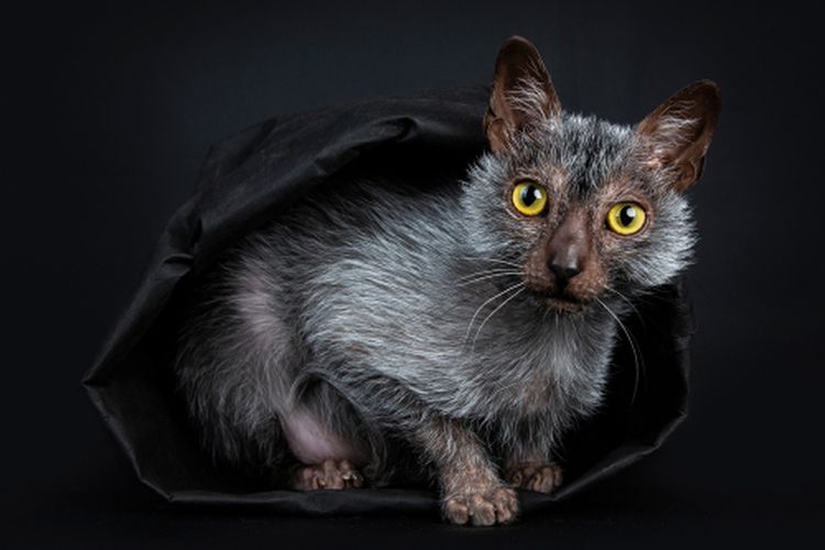 Mengenal Kucing Lykoi, Ras Unik yang Punya Penampilan seperti "Werewolf"