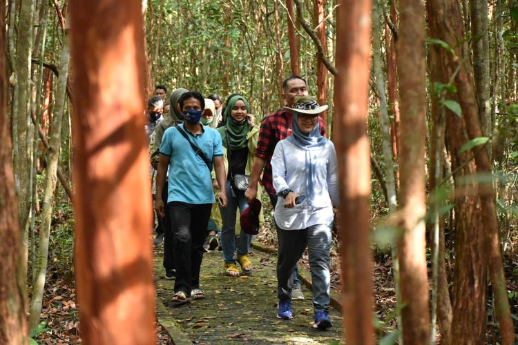 Foto : Menengok Hutan Pohon Merah Pelawan, Penghasil Madu Penjaga Imunitas