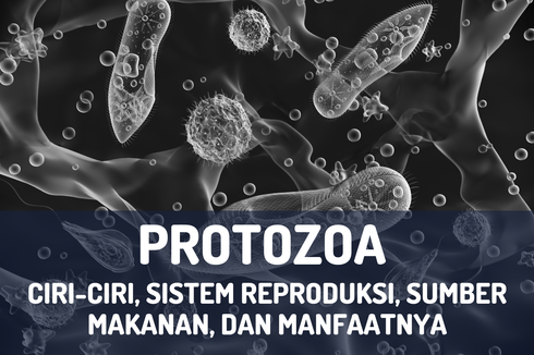 Berita Harian Sistem-reproduksi-protozoa Terbaru Hari Ini - Kompas.com