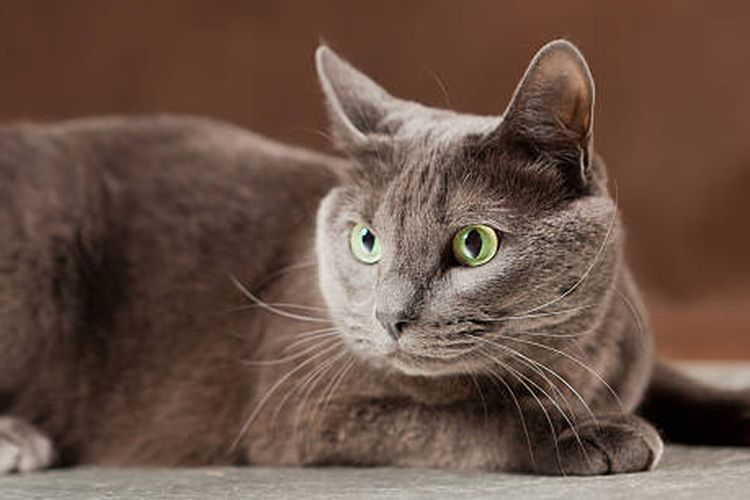 Mengenal Ras Kucing Korat, Karakteristik dan Cara Perawatannya