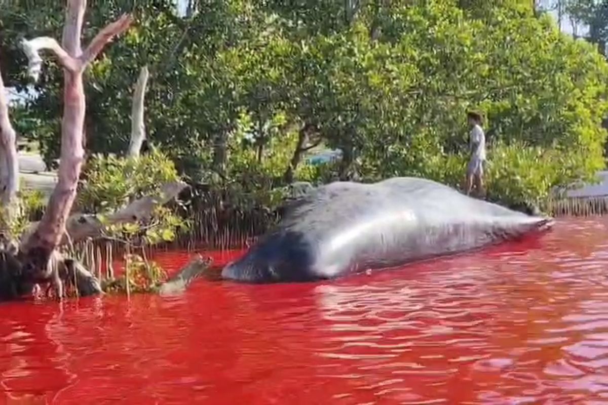 Paus 11,2 Meter yang Mati Terdampar di Perairan Majene Ditarik 6 Perahu ...