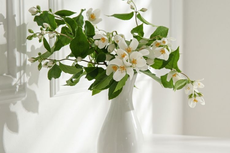 7 Tanaman Bunga Dalam Ruangan yang Dapat Mekar Sepanjang Tahun