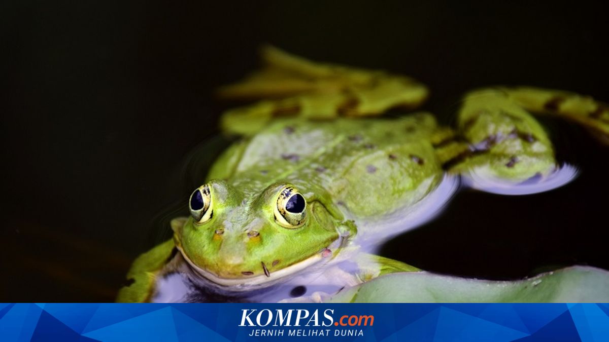 Bagaimana Katak Bisa Bernapas dan Minum Lewat Kulitnya?