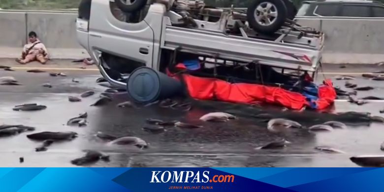 Mobil Pikap Terguling Akibat Pecah Ban, Lele Berserakan di Tol Japek