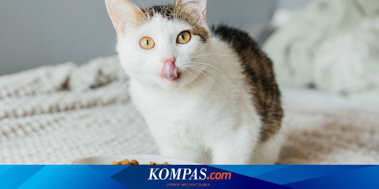 5 Nutrisi Penting yang Harus Tersedia Dalam Makanan Kucing