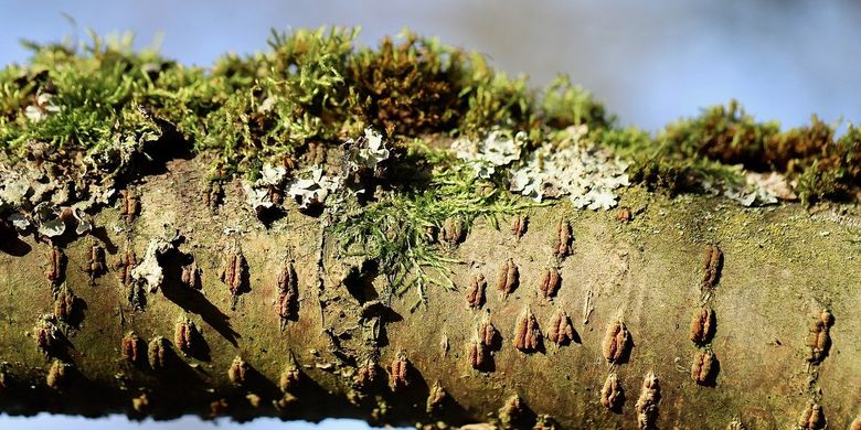 Lentisel pada Tumbuhan: Pengertian, Fungsi dan Contohnya