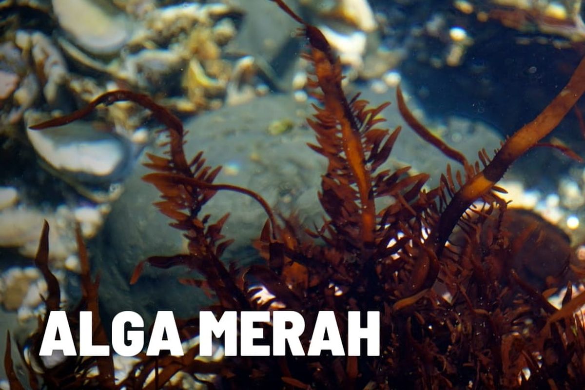 Alga Merah: Morfologi, Ciri-ciri, dan Manfaatnya