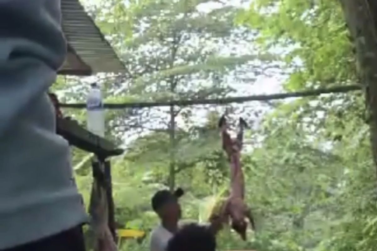 Viral Video Penyiksaan Anjing di Kutai Barat, Pegiat Hewan Desak Polisi ...