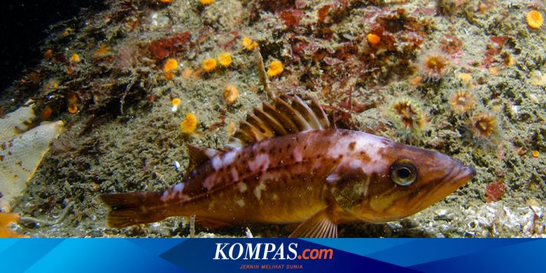 Ikan Berpenampilan Jelek Paling Terancam Punah, Apa Sebabnya?