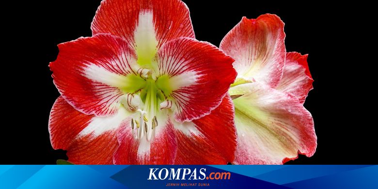 7 Tanaman Bunga Berwarna Merah yang Cocok Jadi Dekorasi Rumah