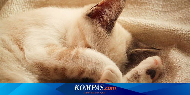 Apakah Kucing Suka Digendong dan Dipeluk? Ini Faktanya