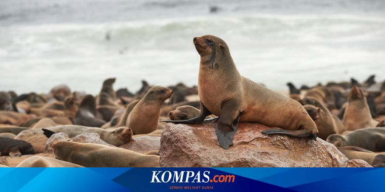Sukses Sentuh Anjing Laut Langka, Pasangan Turis Ini Malah Terancam ...