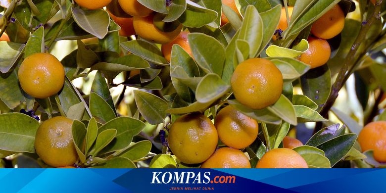 Jenis Hama Kutu yang Menyerang Tanaman Jeruk dan Cara Pengendaliannya