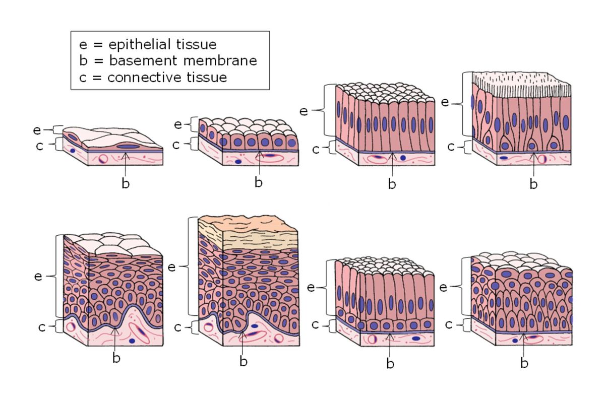 Jenis Jaringan Epitel dan Fungsinya pada Tubuh Manusia