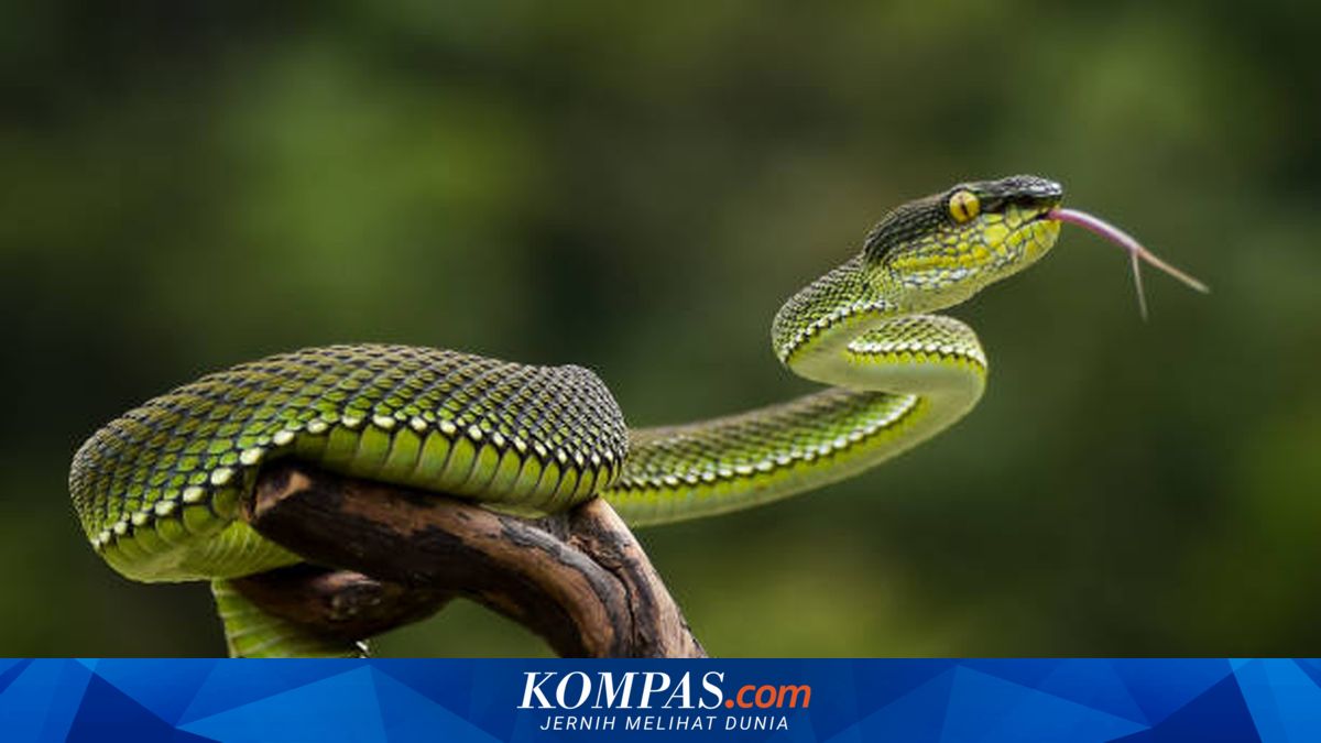 Digigit Ular Berbisa 200 Kali, Tim Friede Jadi Harapan Antivenom Universal