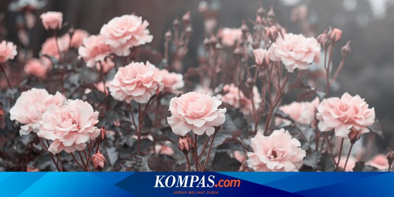 Selain Indah, 12 Jenis Bunga Ini Punya Makna Mendalam