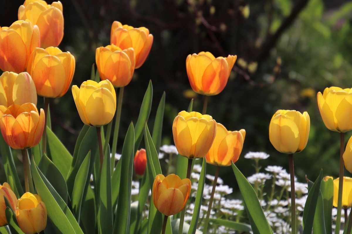 18 Bunga yang Memiliki Makna Mendalam, Simbol Cinta dan Kekuatan