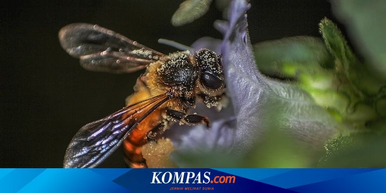 Waspada Tawon Gung Saat Berwisata di Hutan, Bisa Diserang meski Tak ...