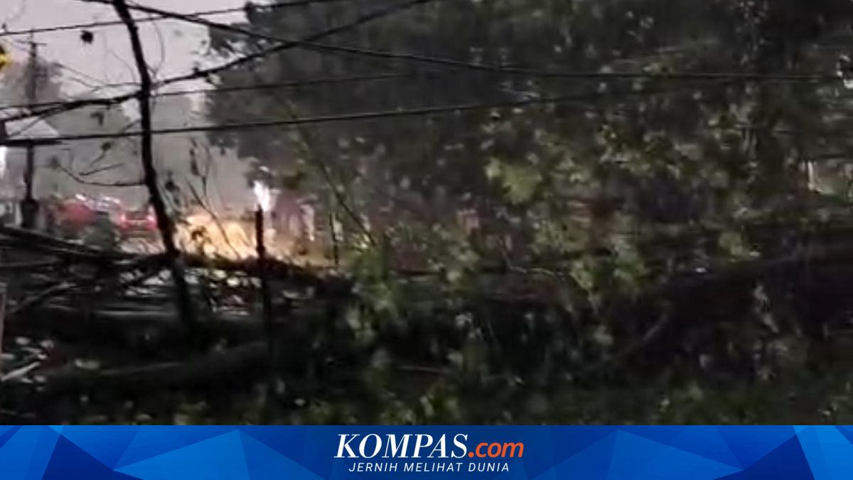 Pohon Tumbang Tutup Jalan Tebet Timur Dalam, Pengendara Diimbau Cari ...