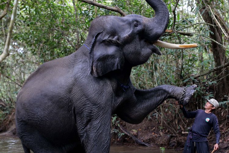Mengintip Gajah-gajah Mandi di Way Kambas