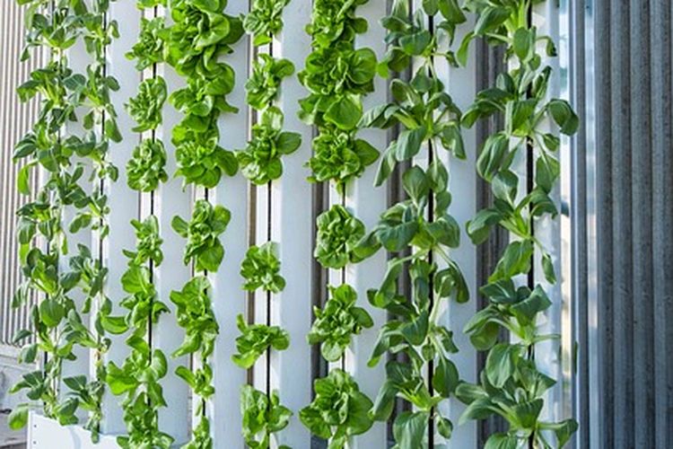 8 Contoh Tanaman Vertikultur, Mudah Ditanam dan Cepat Panen