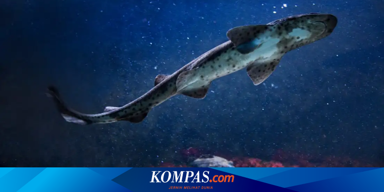 Telur Hiu Bisa Gagal Menetas karena Perubahan Iklim