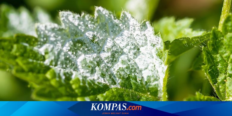 Cara Mengatasi Embun Tepung pada Tanaman dengan Semprotan Susu
