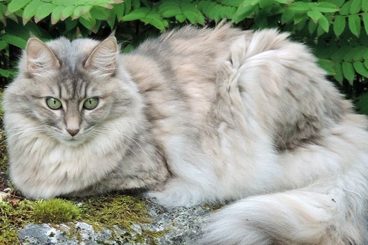 12 Fakta Menarik Kucing Anggora, Sudah Ada Sejak Abad ke-15