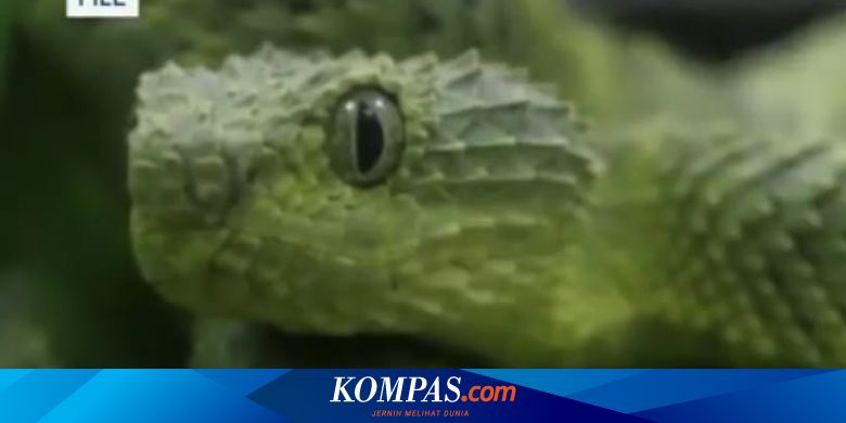 Digigit Ular Beludak Afrika Tanpa Penawar, Ini Gejala yang Bisa Dialami ...
