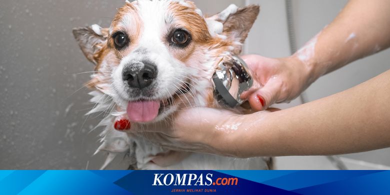 Bahaya Memandikan Anjing dengan Sampo Manusia