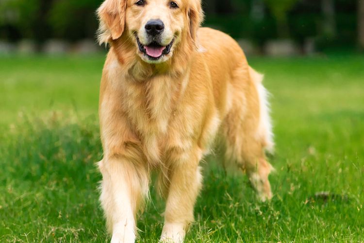 3 Jenis Anjing Golden Retriever Beserta Perbedaan dan Sejarahnya