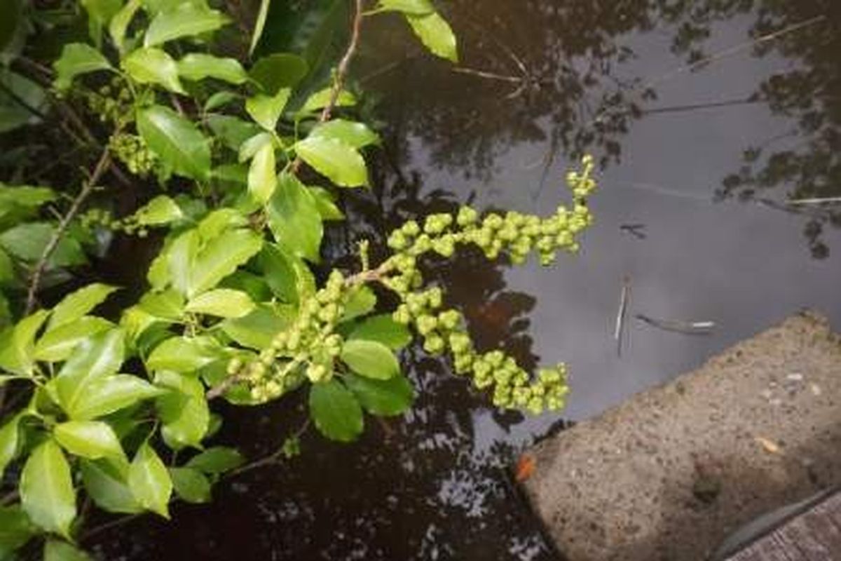 Si Buta-Buta dari Pesisir Pantai