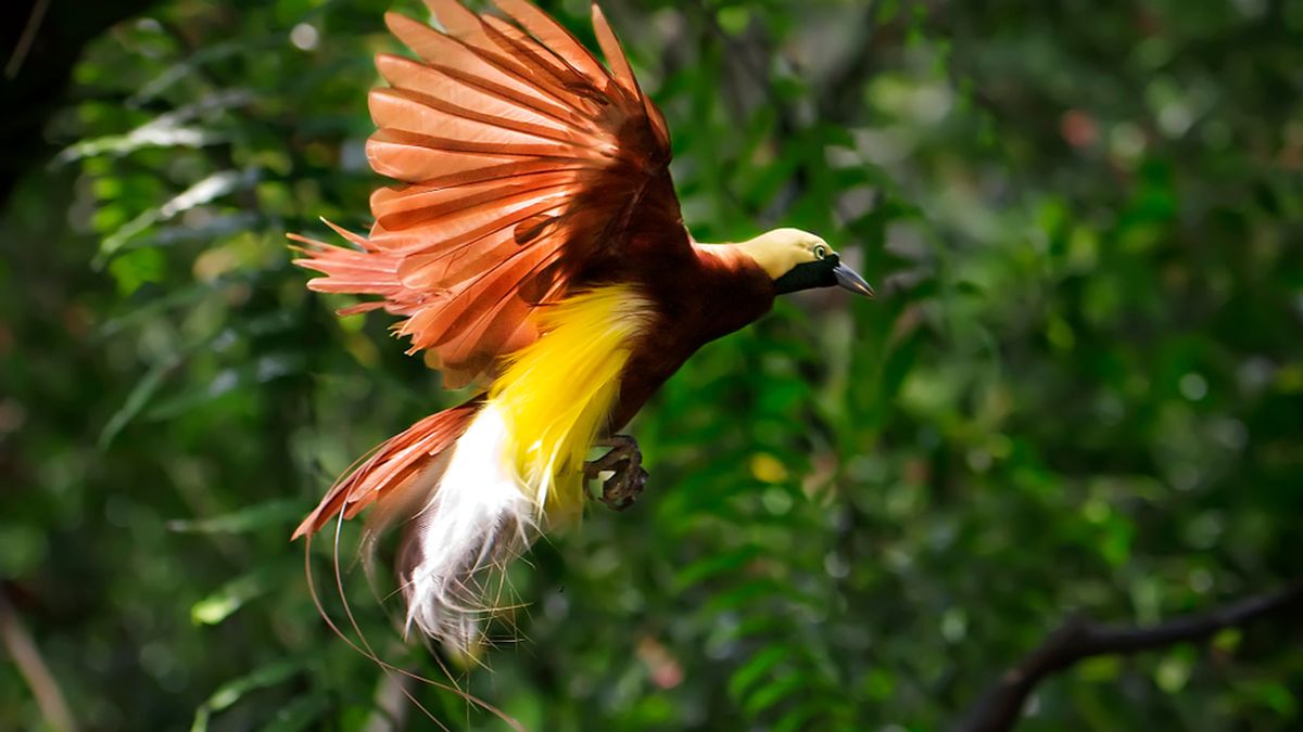 Daftar Lengkap 562 Jenis Burung yang Dilindungi di Indonesia
