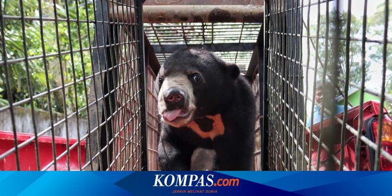 Bikin Resah, Warga di Riau Tangkap Beruang Madu Jantan yang Berkeliaran ...
